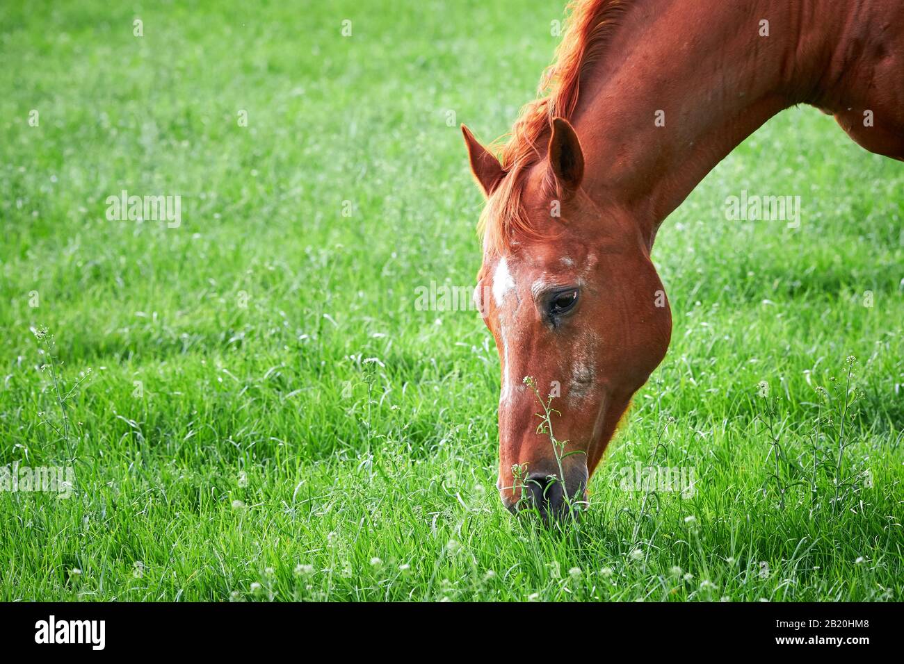 Beautiful Horse Eating Grass, closeup Stock Photo - Alamy