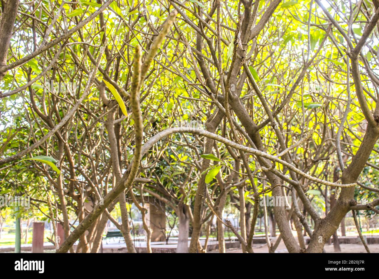 A picture of tree in garden Stock Photo - Alamy