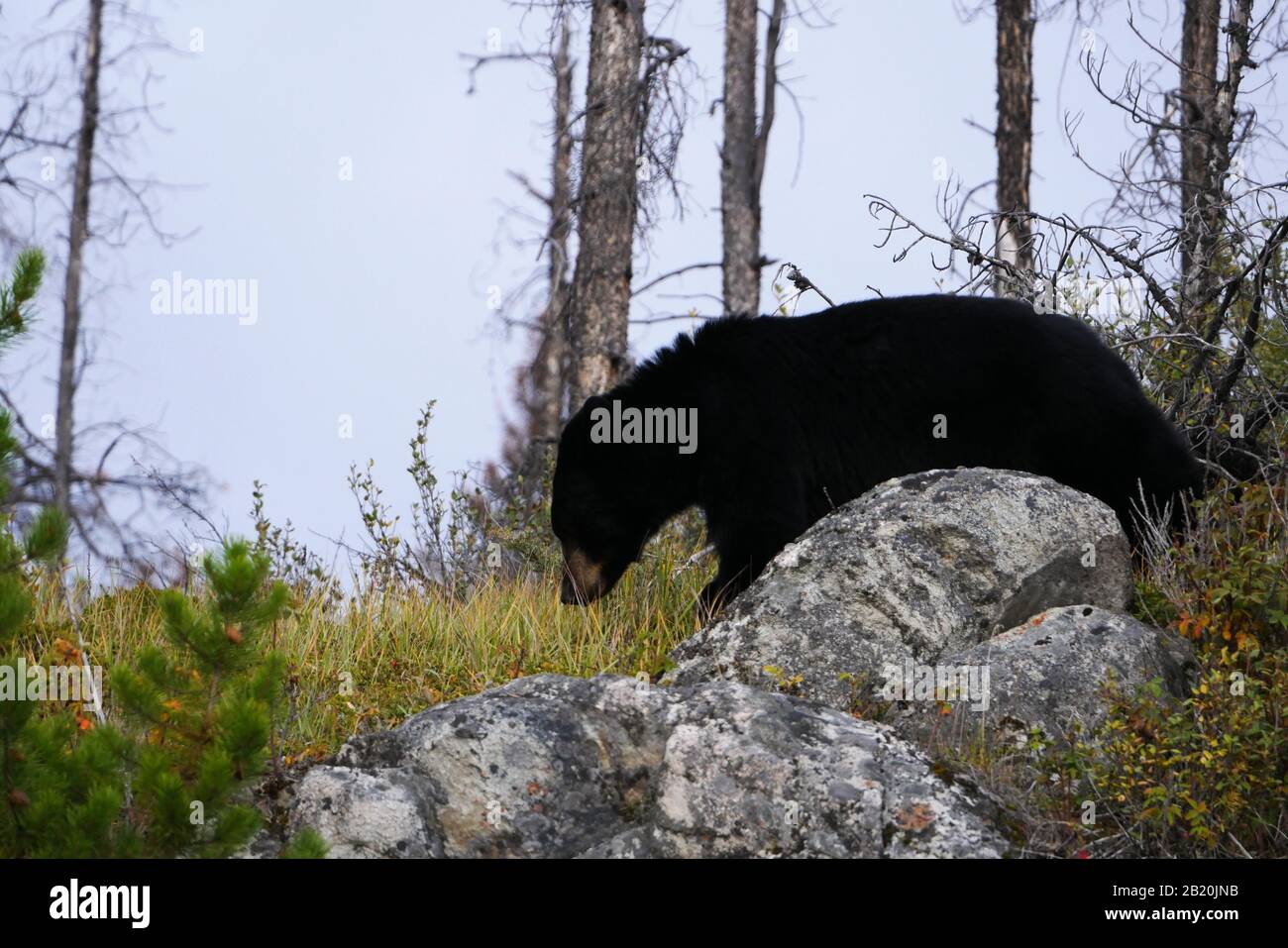Bear behind the trees hi-res stock photography and images - Alamy