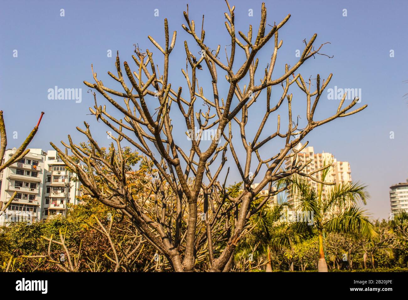 A picture of tree in garden Stock Photo - Alamy