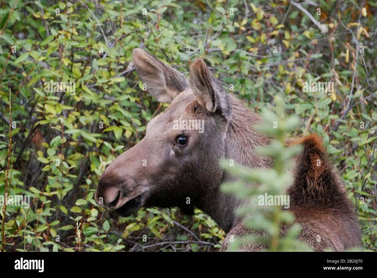 Hiding in the trees hi-res stock photography and images - Alamy