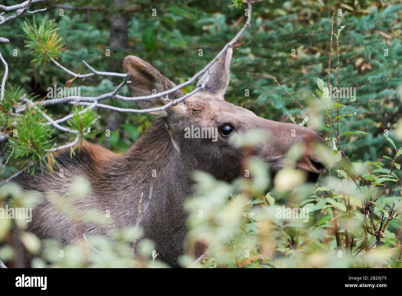Hidden in the trees hi-res stock photography and images - Alamy