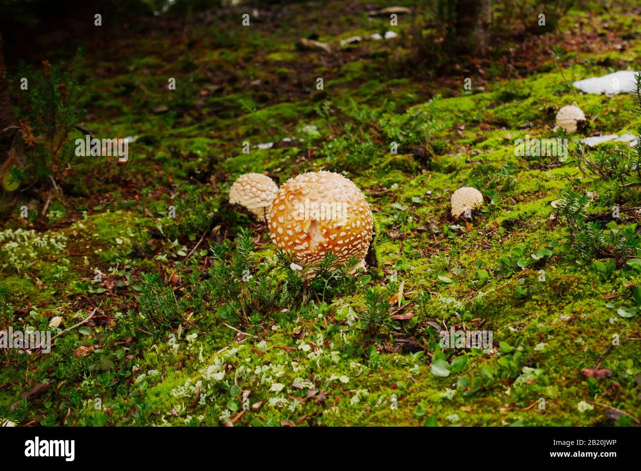 Vibrant round mushroom growing in heather Stock Photo - Alamy