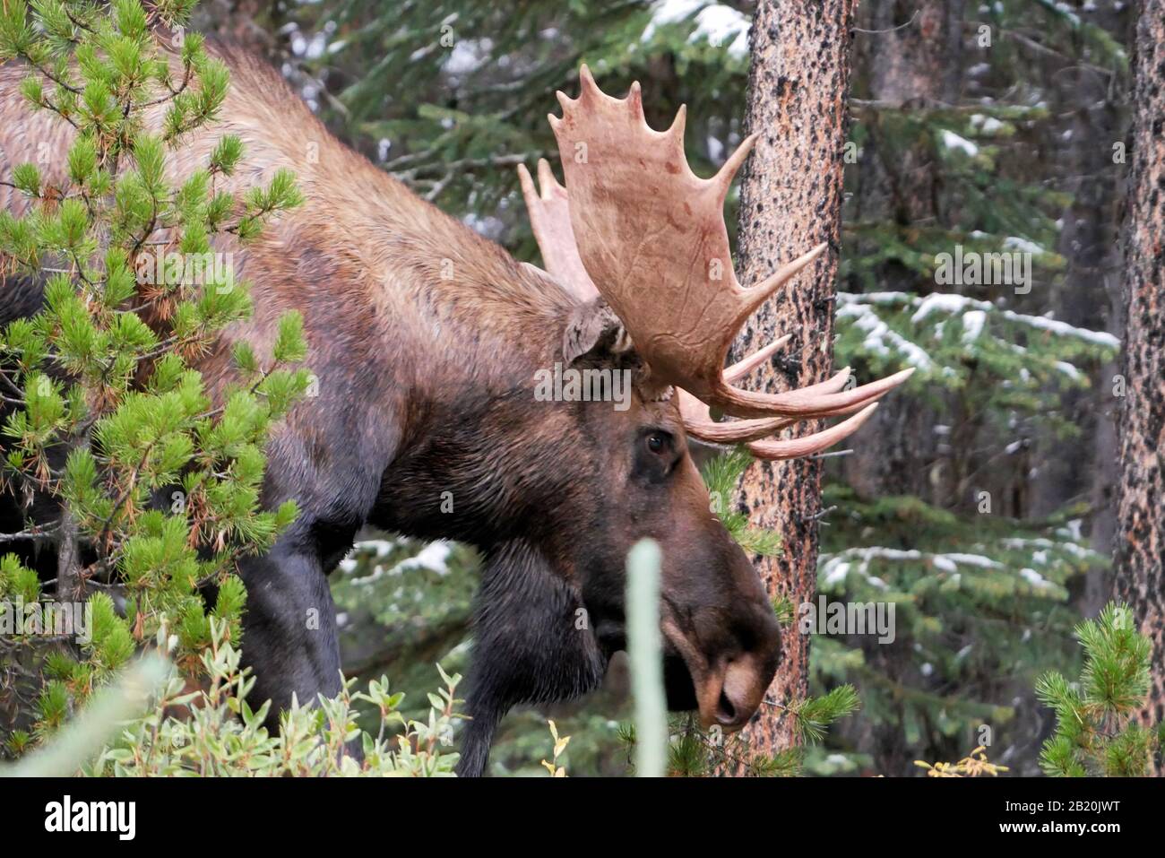 Male moose hidden in the trees Stock Photo - Alamy
