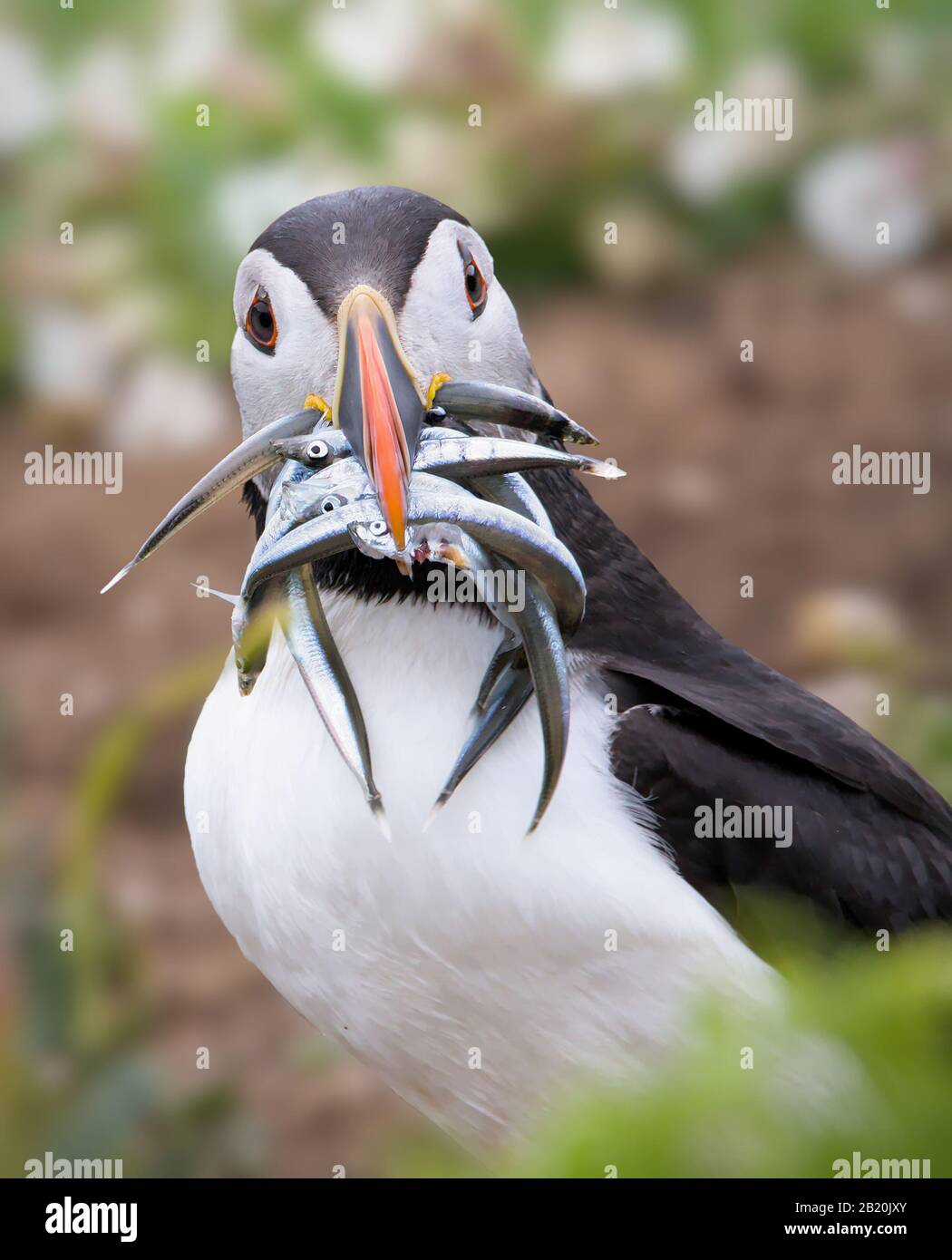 Puffin looking into camera hi-res stock photography and images - Alamy