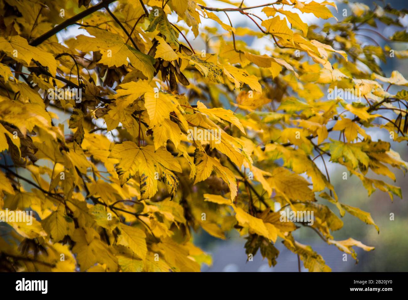 Pointed maple seeds hi-res stock photography and images - Alamy