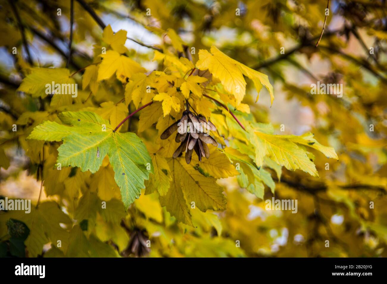 Pointed maple seeds hi-res stock photography and images - Alamy