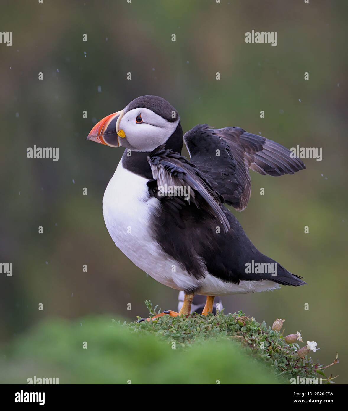 Puffin In The Rain, Fratercula arctica, With Its Wings Outstretched ...