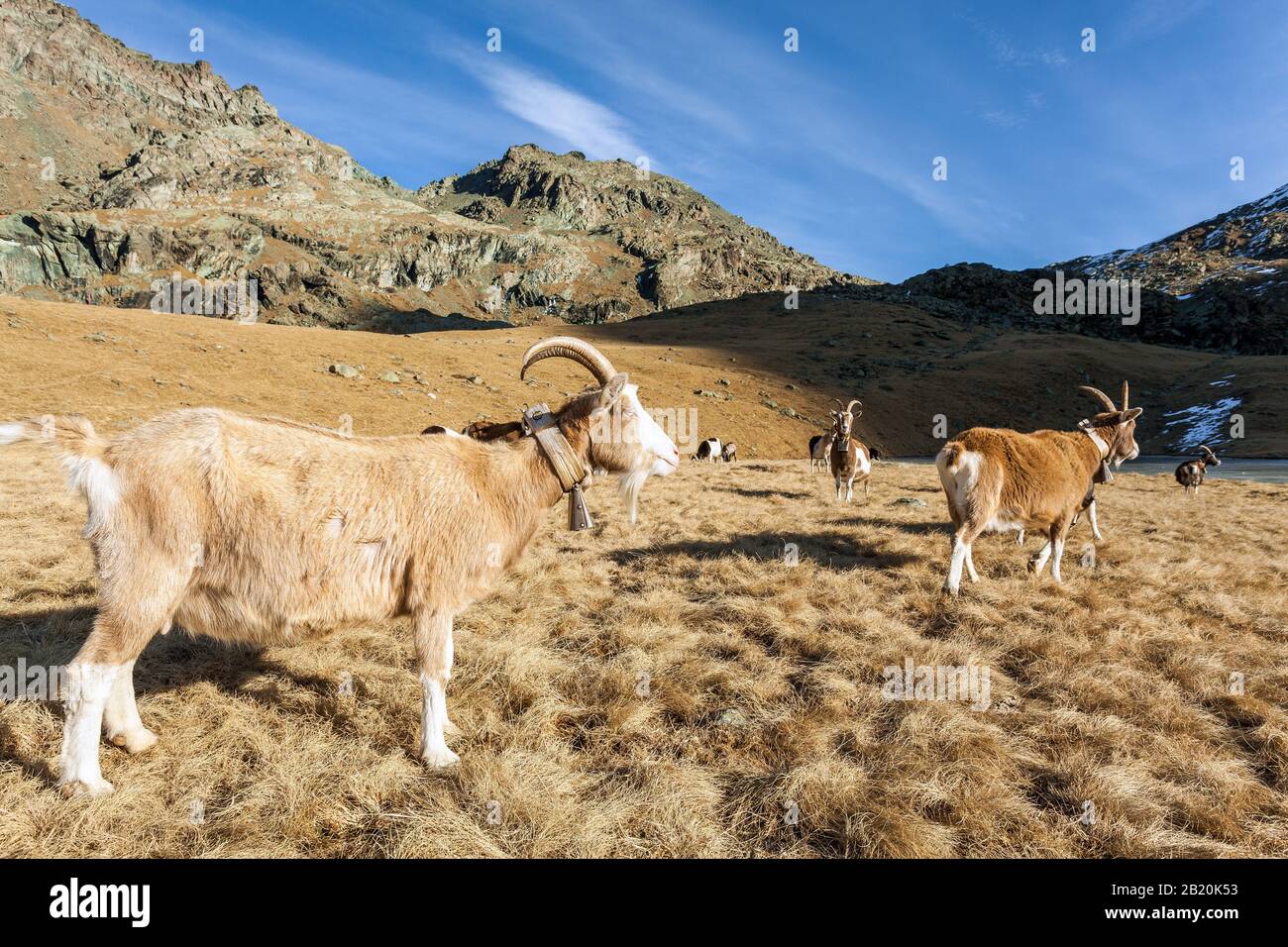 Winter farm snow goats herd hi-res stock photography and images - Alamy