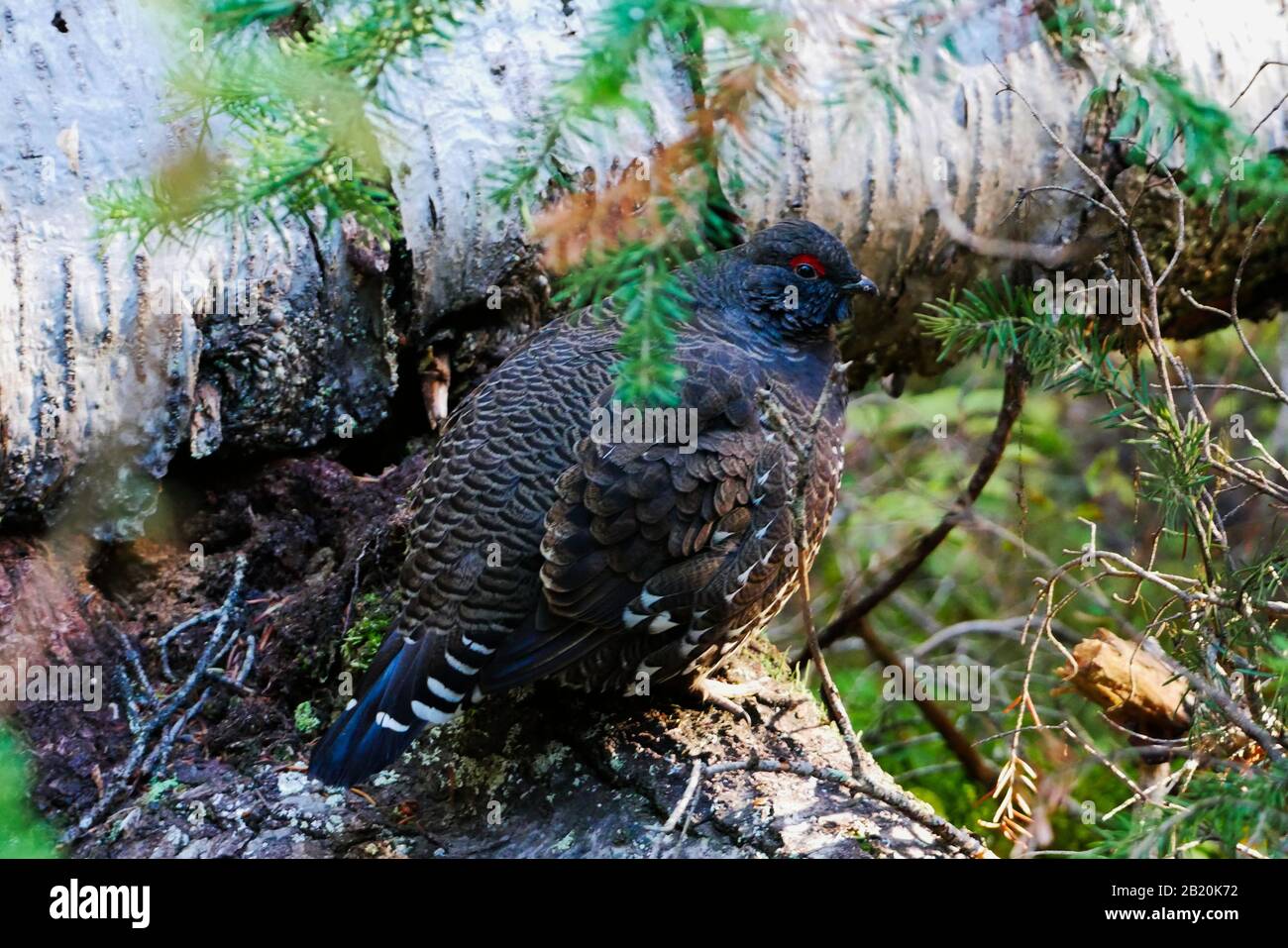 Grouse mountain wildlife habitat hi-res stock photography and images ...