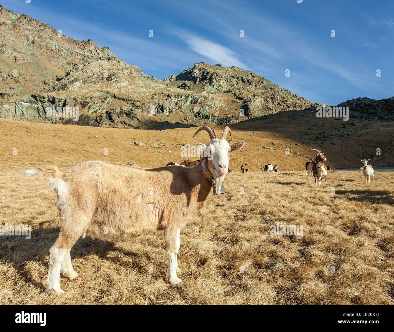 goat grazing in the Alps Stock Photo - Alamy