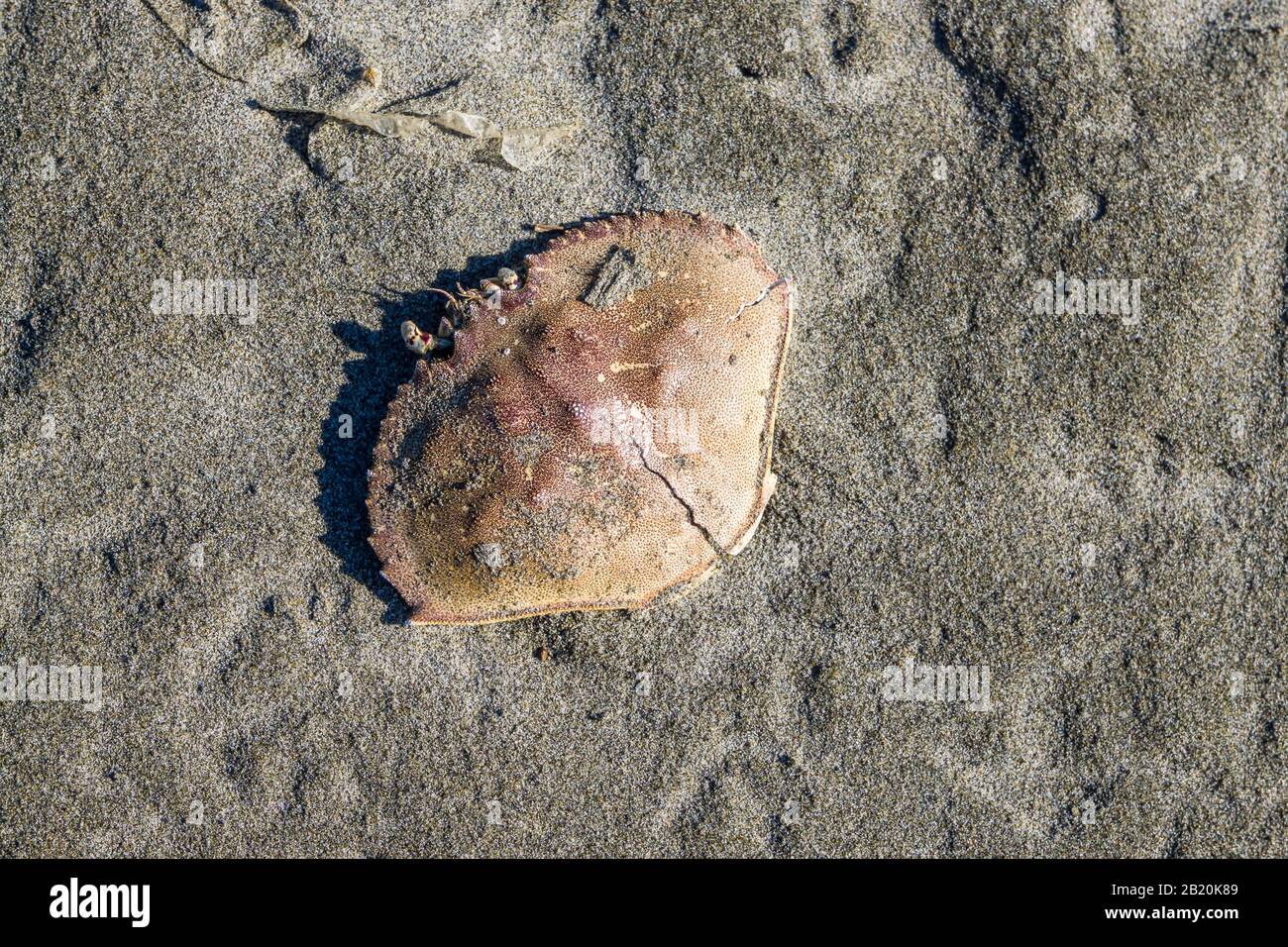 Macro shot crab shell hi-res stock photography and images - Alamy
