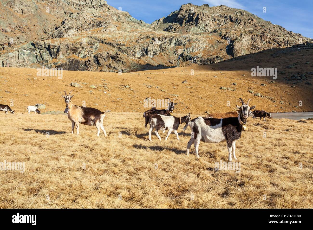 goat grazing in the Alps Stock Photo - Alamy