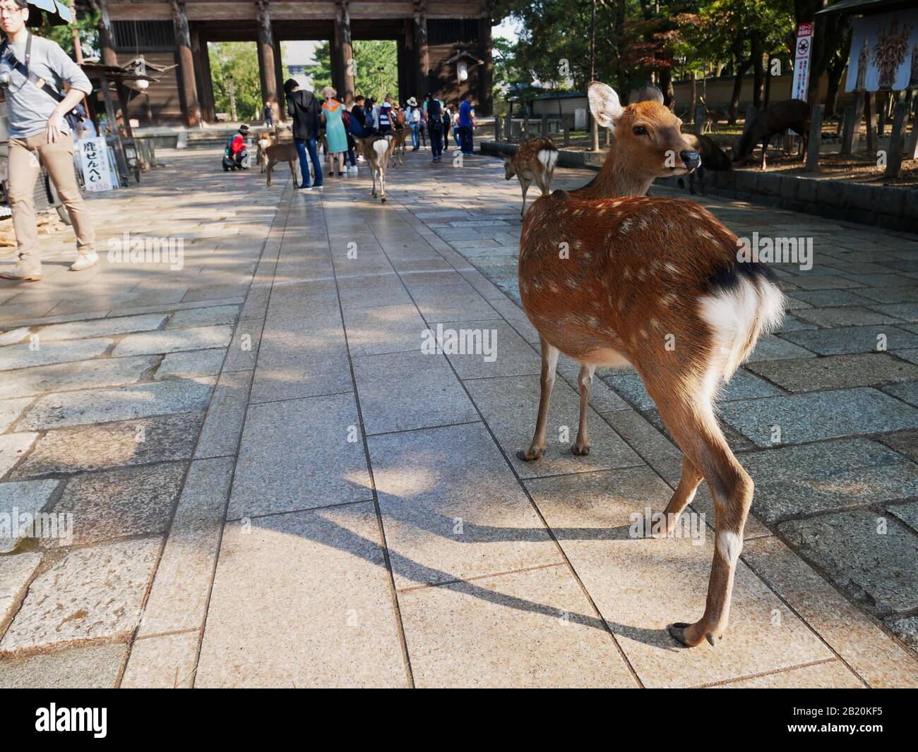 Deer looking backward at Japanese temple Stock Photo - Alamy