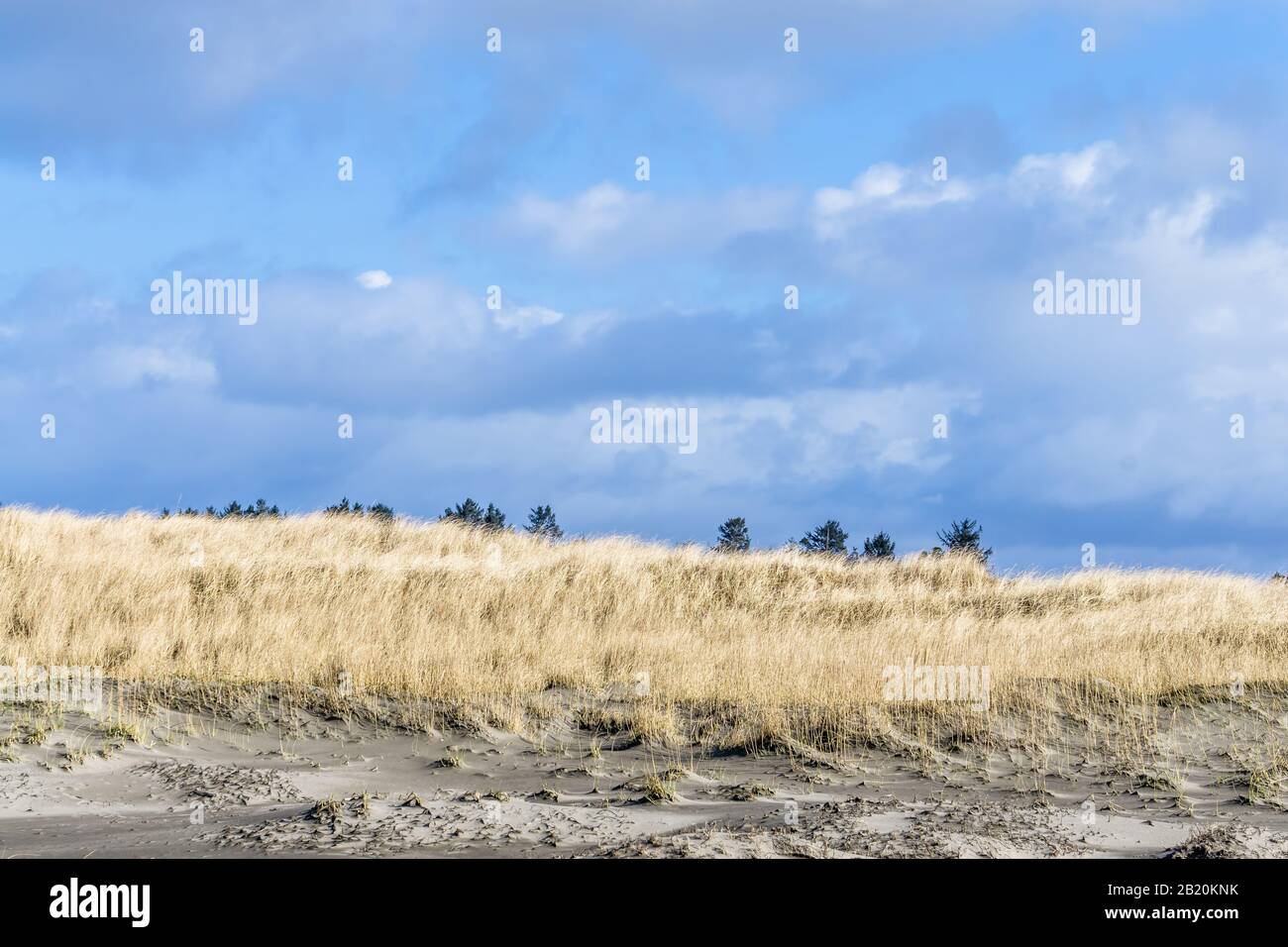Grass grows on sand dunes under blue sky in Long Beach in Washington ...