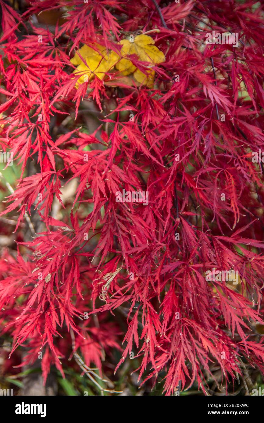 red autumn leaves of maple Stock Photo - Alamy