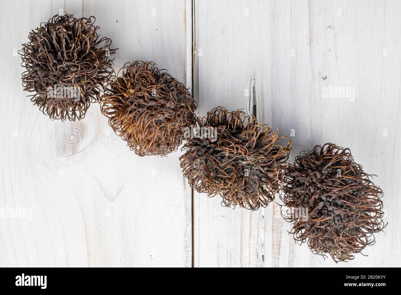 Group of four whole old brown rambutan diagonal flatlay on white wood ...