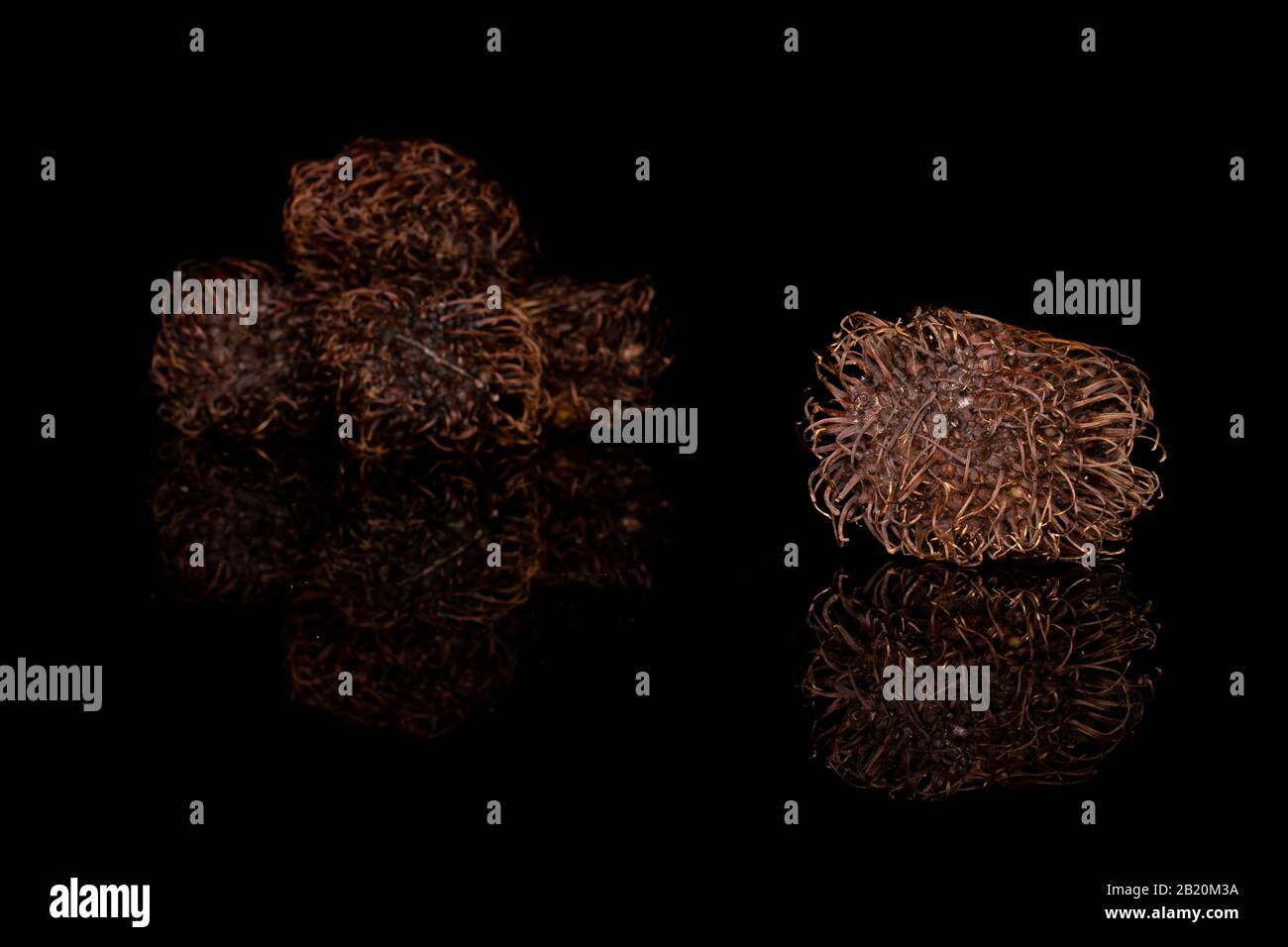 Group of five whole old brown rambutan isolated on black glass Stock ...