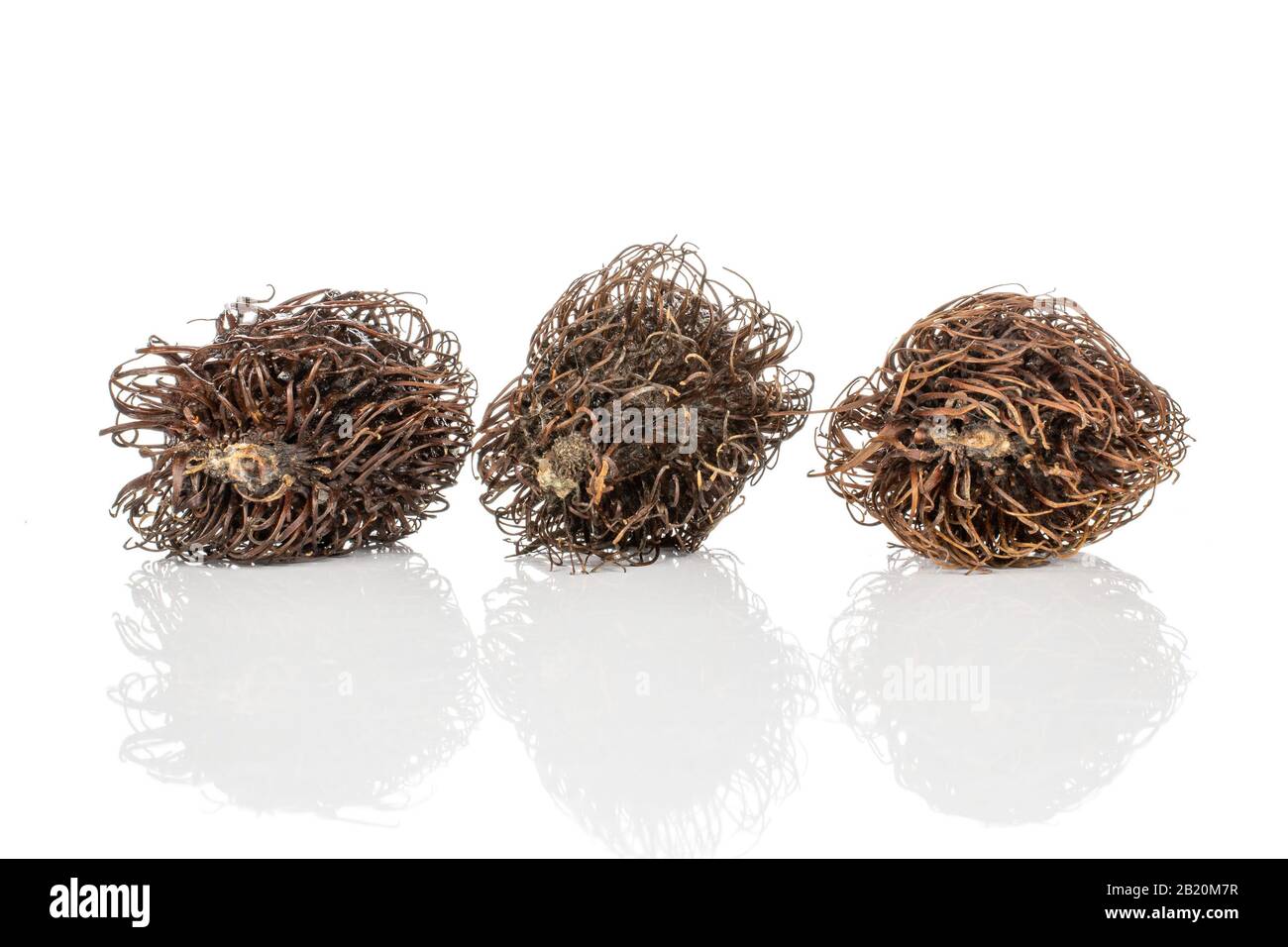 Group of three whole old brown rambutan isolated on white background ...
