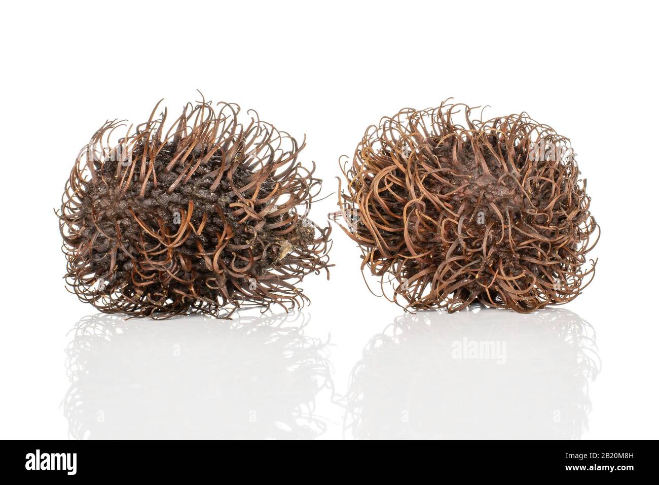 Rambutan tropical sweet sour white hi-res stock photography and images ...