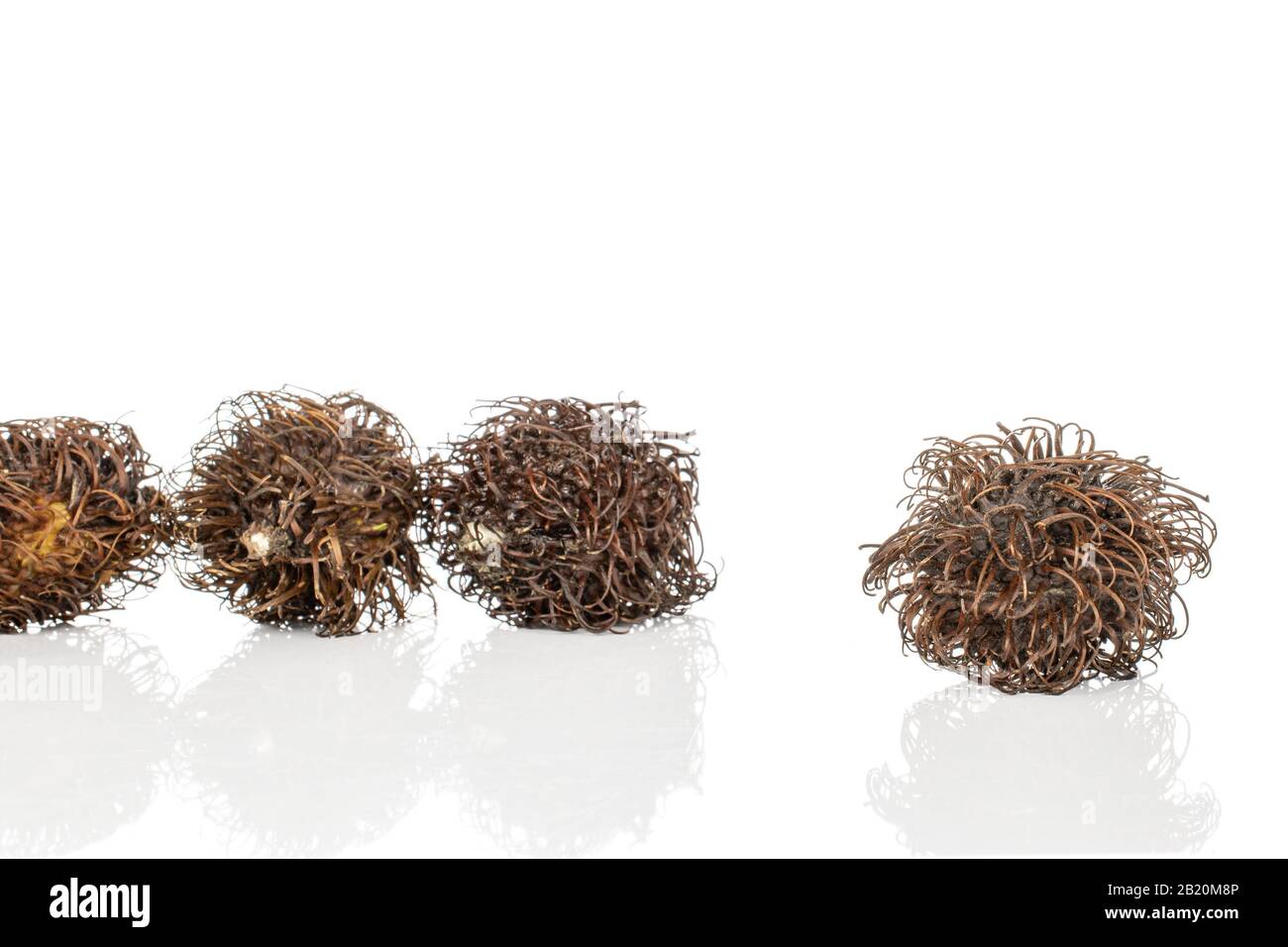 Group of four whole old brown rambutan isolated on white background ...