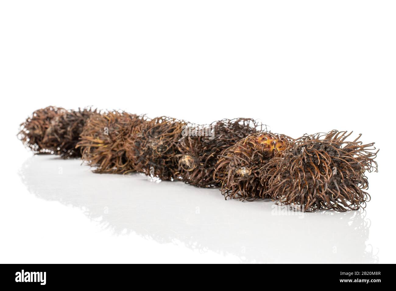 Group of seven whole old brown rambutan in row isolated on white ...