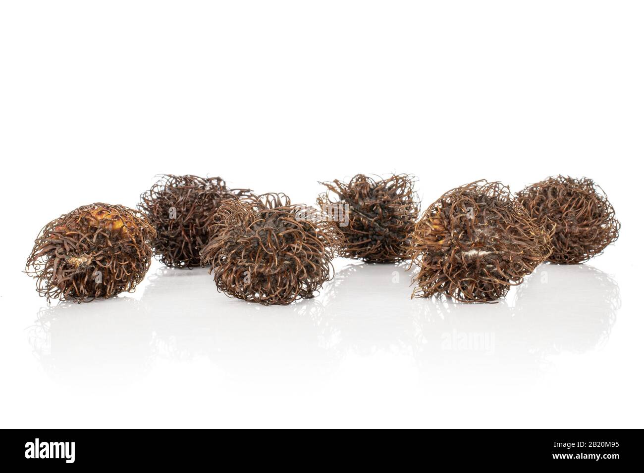 Group of six whole old brown rambutan isolated on white background ...