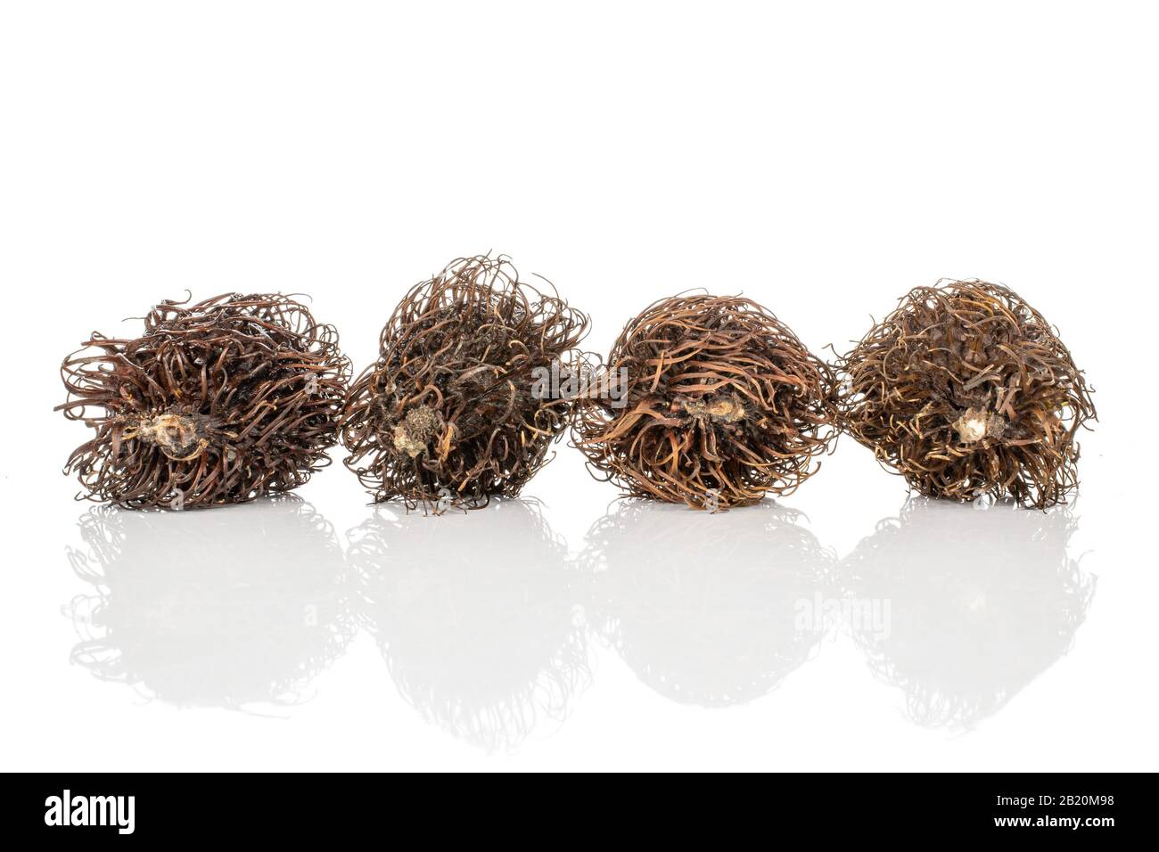 Group of four whole old brown rambutan isolated on white background ...