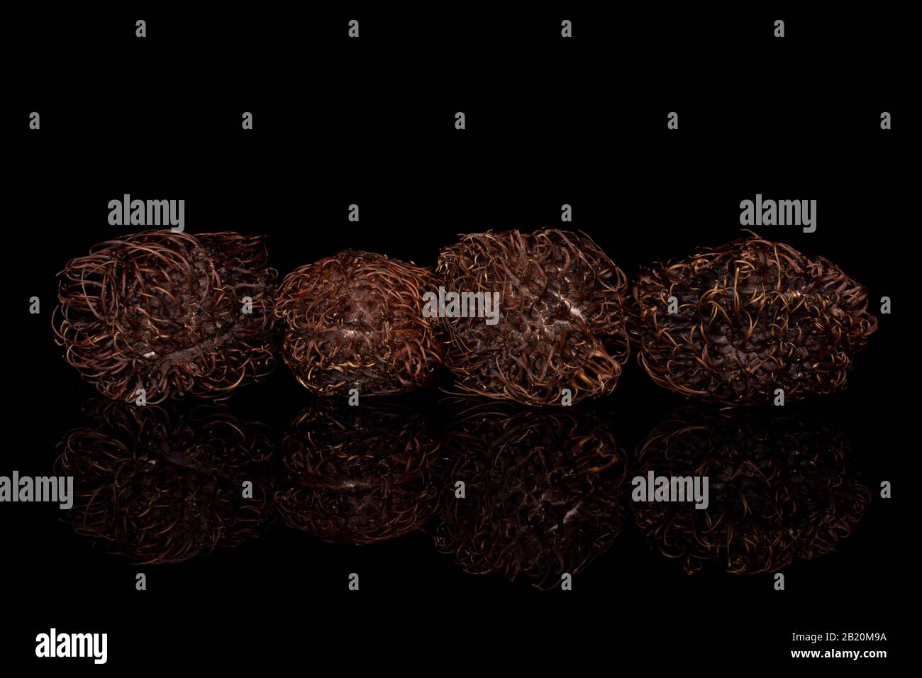 Group of four whole old brown rambutan isolated on black glass Stock ...