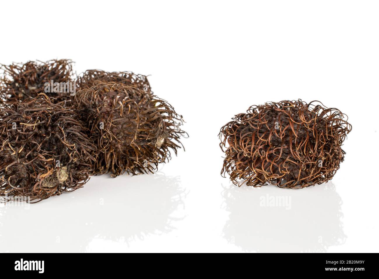 Group of five whole old brown rambutan isolated on white background ...