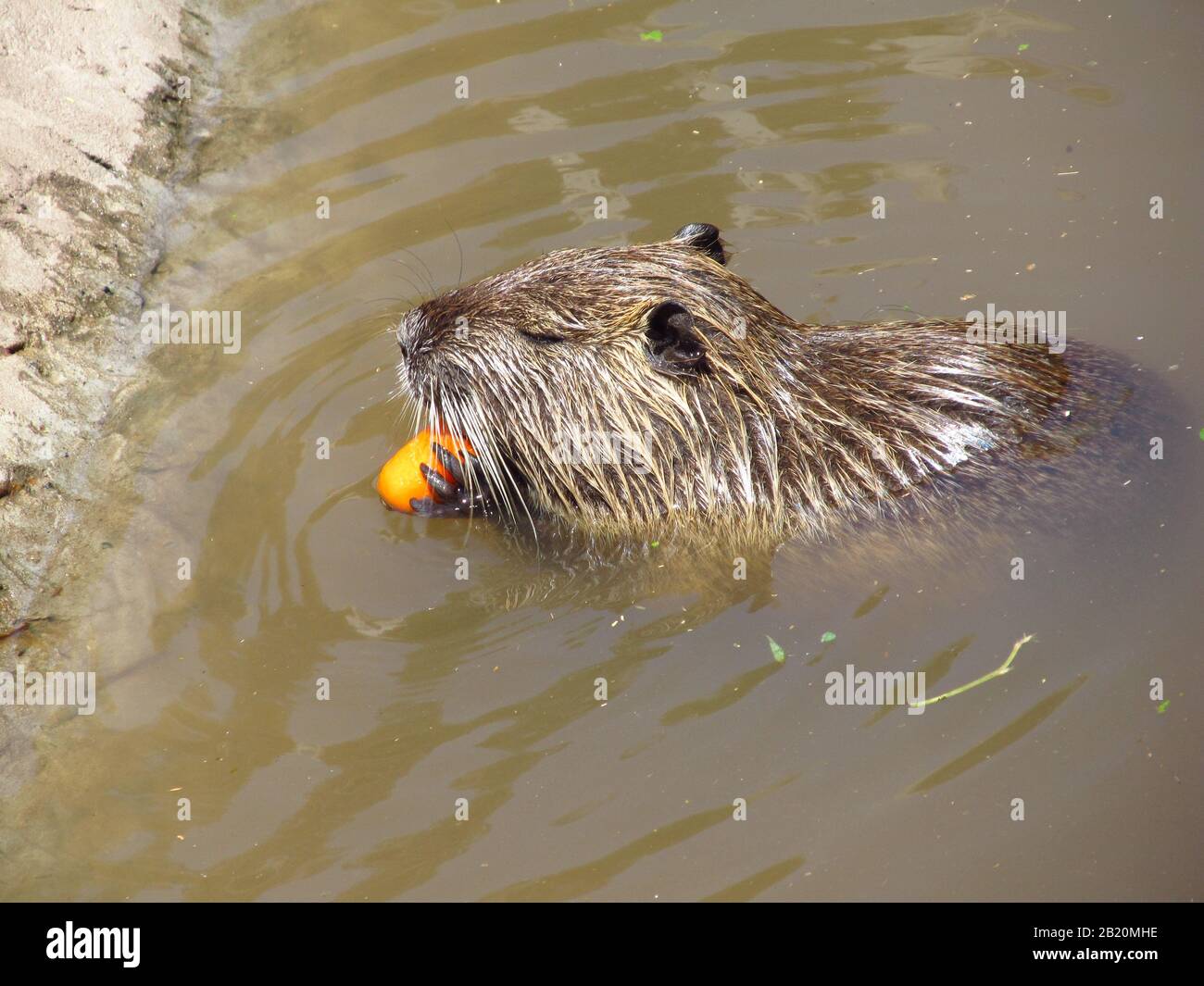 BUENOS AIRES, ARGENTINA - NOVEMBER 19, 2011: Beaver eating in the water ...