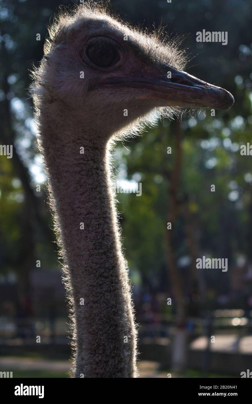 Ostrich portraits from different angles in sun light Stock Photo - Alamy
