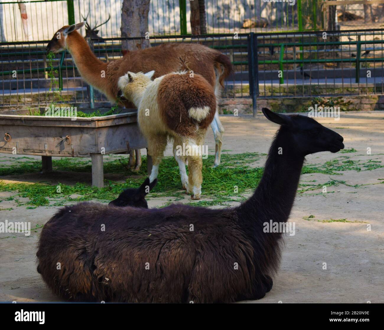 Lama family in zoo Stock Photo - Alamy