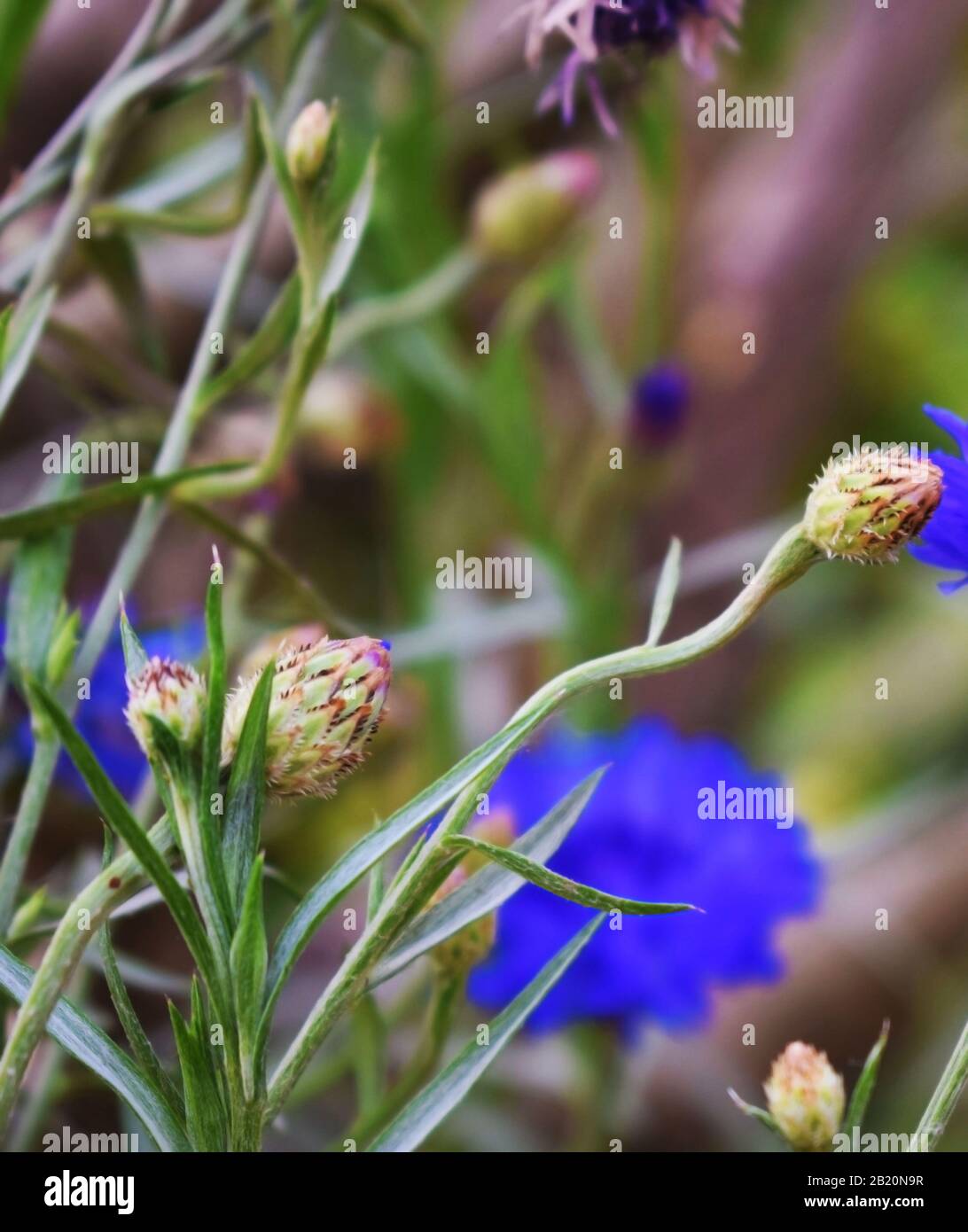 Beautiful blue flowers with amazing background Stock Photo - Alamy