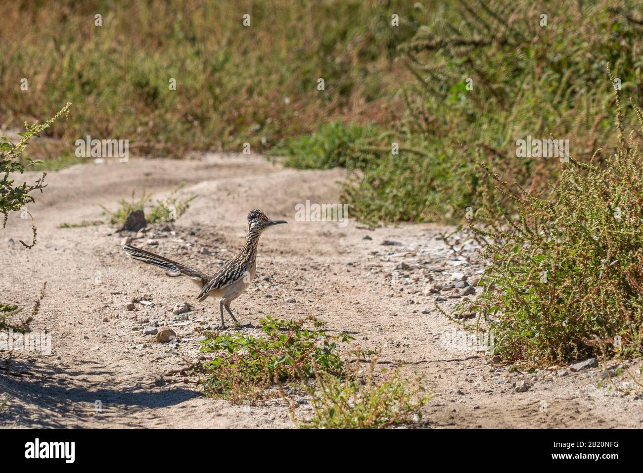 Road Runner Bird close up while running Stock Photo - Alamy