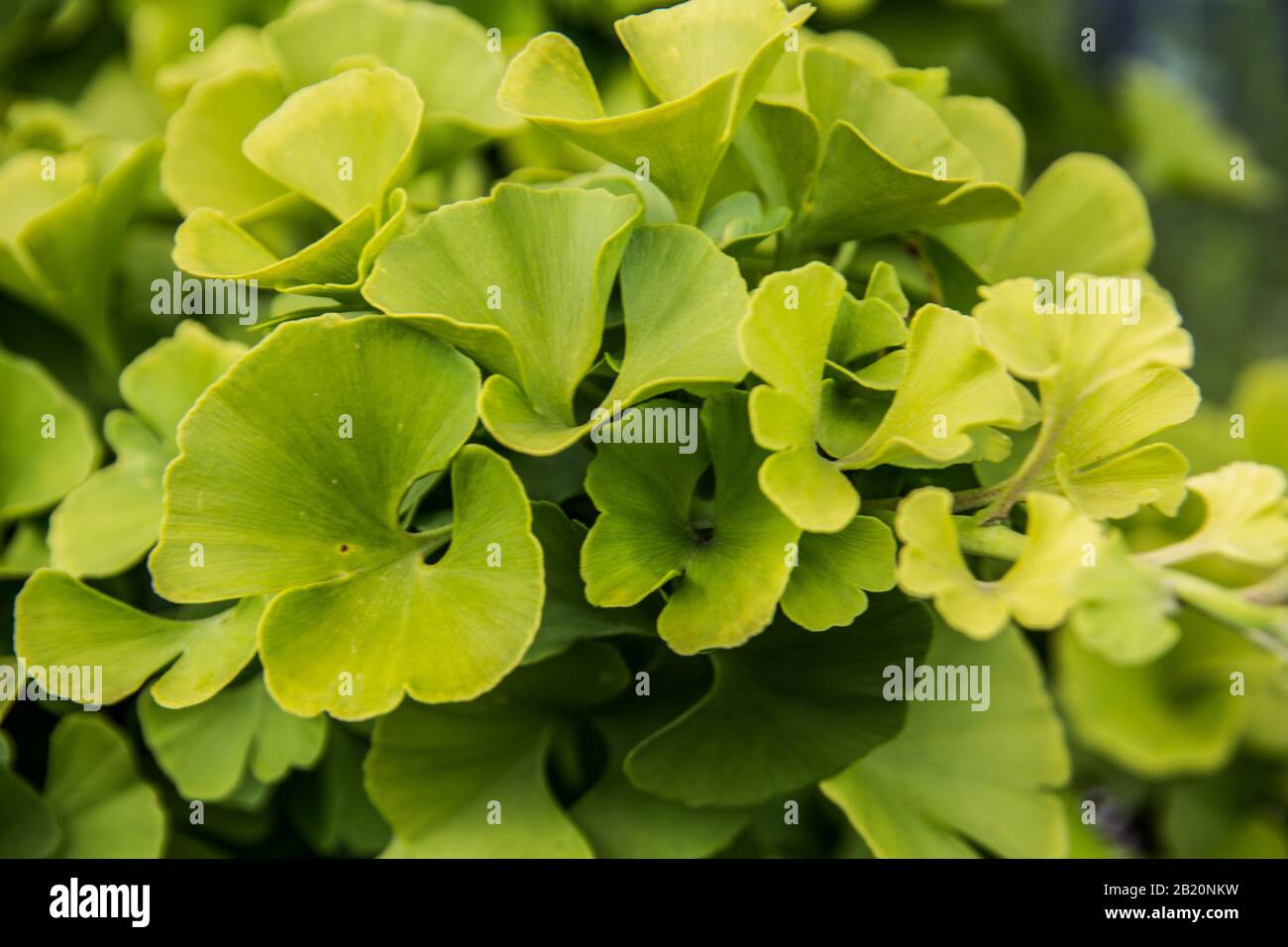 green ginko leaves from young plant Stock Photo - Alamy