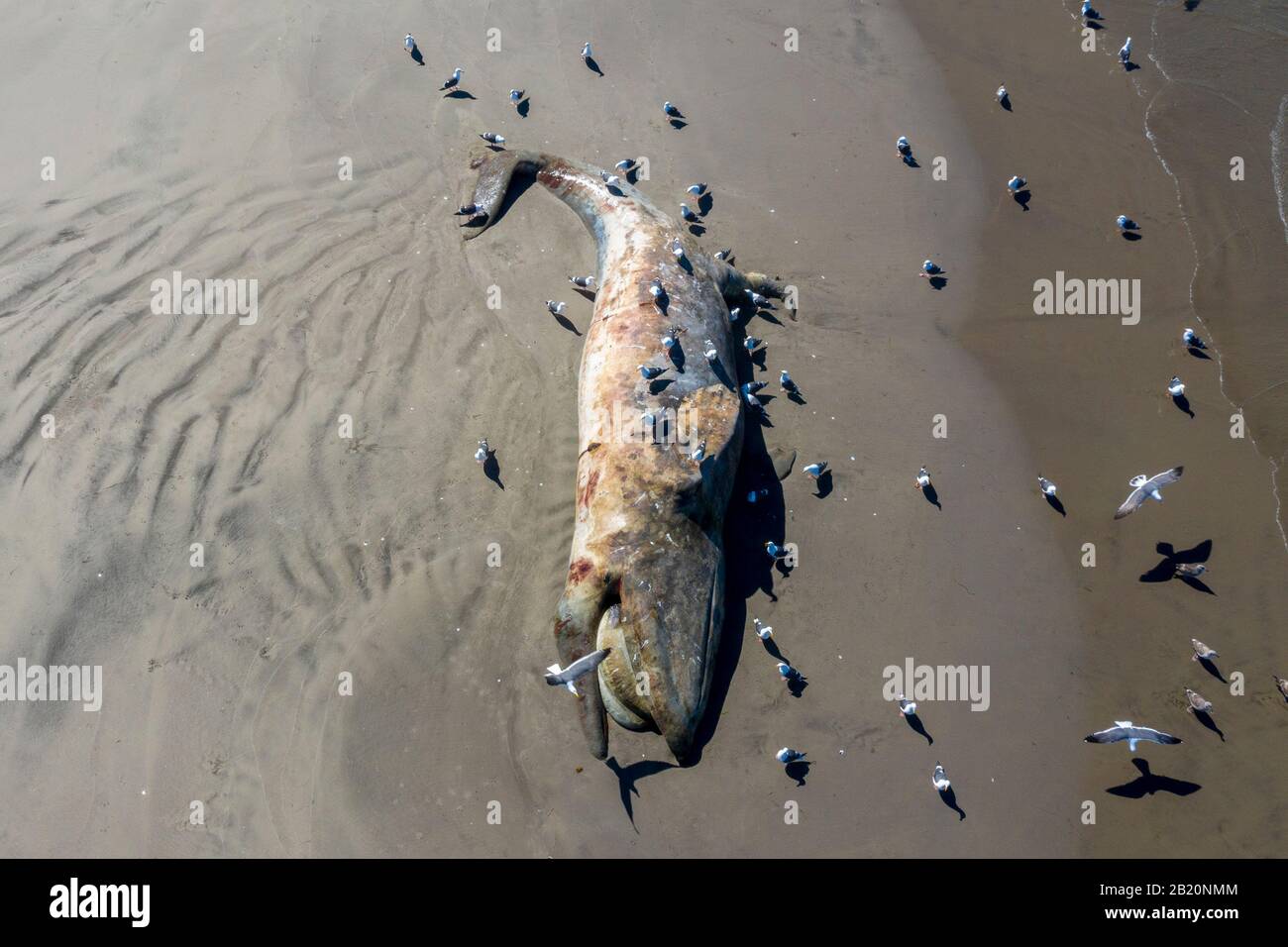 Dead grey whale on the beach aerial view Stock Photo - Alamy