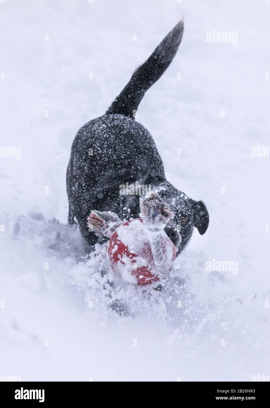 Healer Lab Mix Puppy Snow