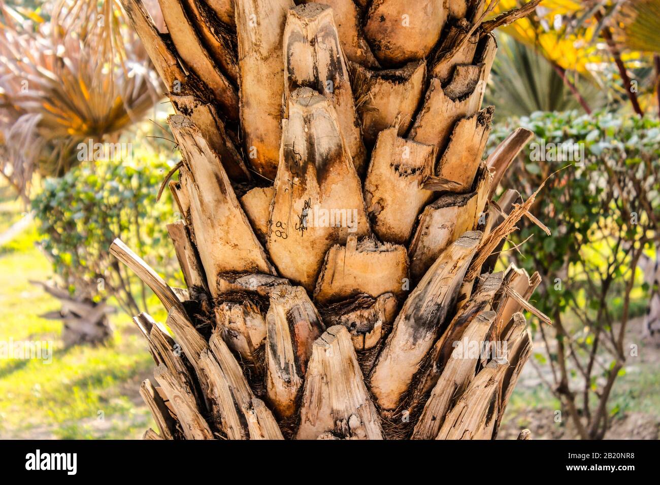 Picture of trunk hi-res stock photography and images - Alamy