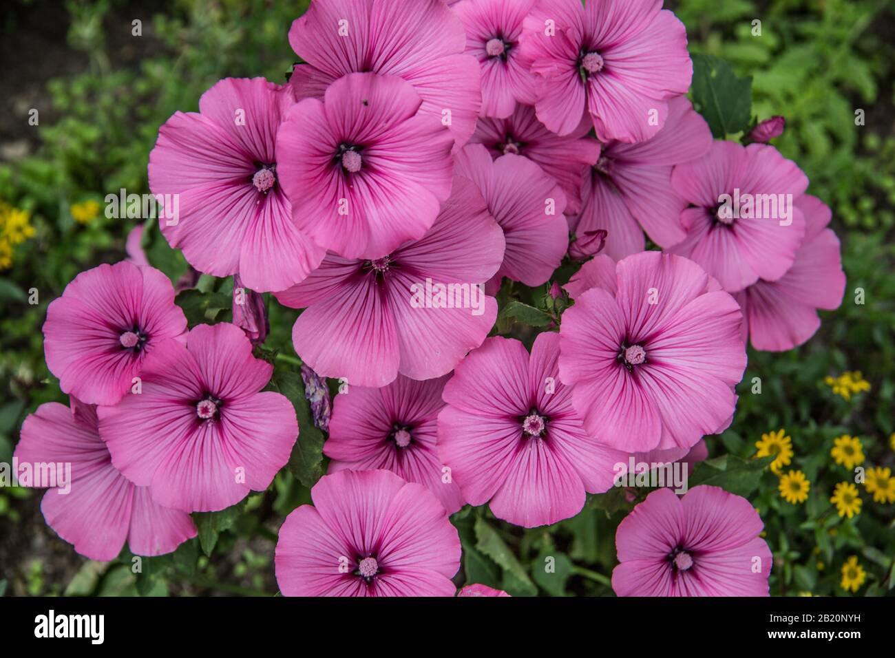 red mallow flowers in the bed Stock Photo - Alamy