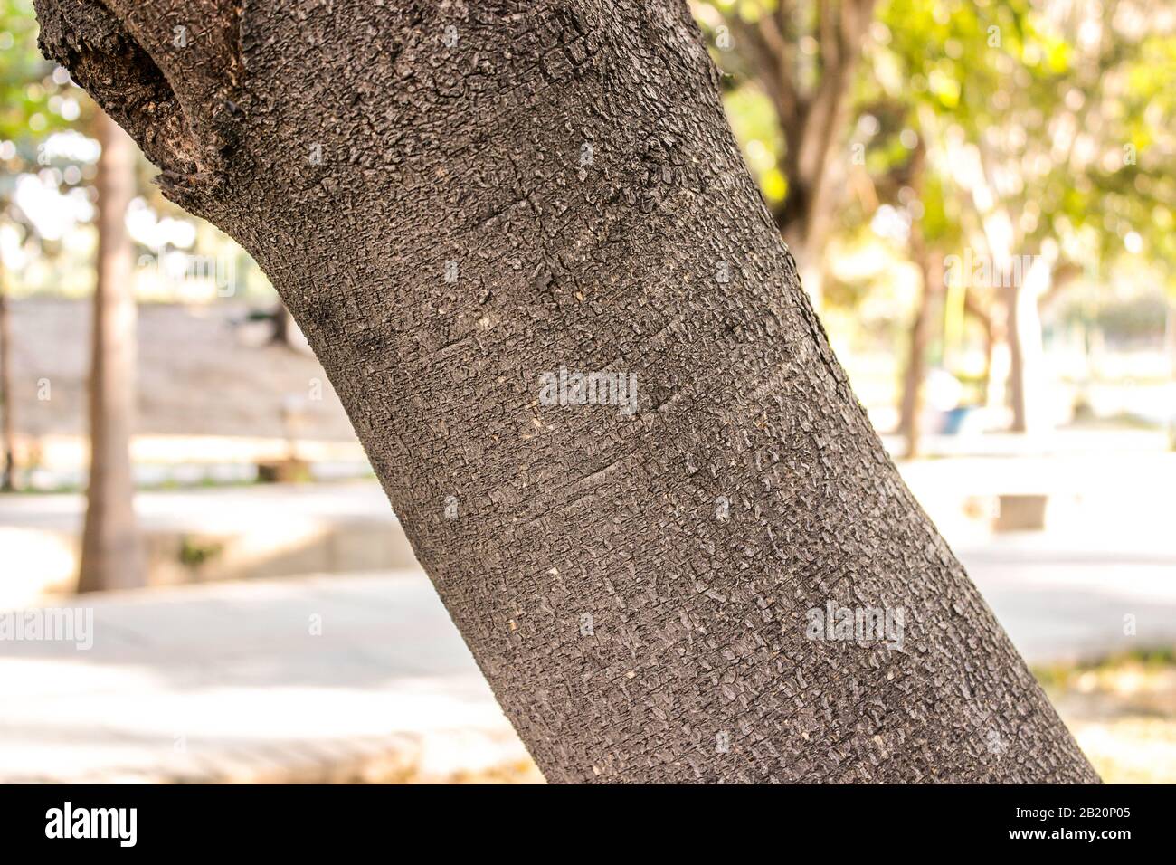 A picture of tree trunk Stock Photo - Alamy