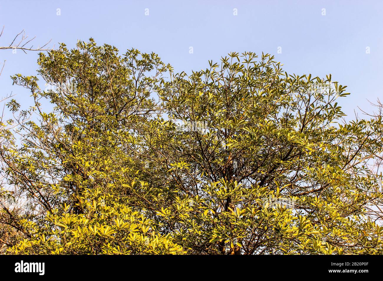 A picture of tree in garden Stock Photo - Alamy