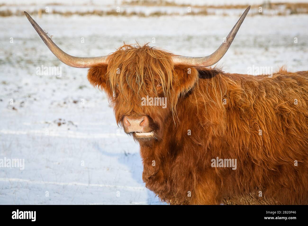 Scottish highland cattle head and shoulders hi-res stock photography ...
