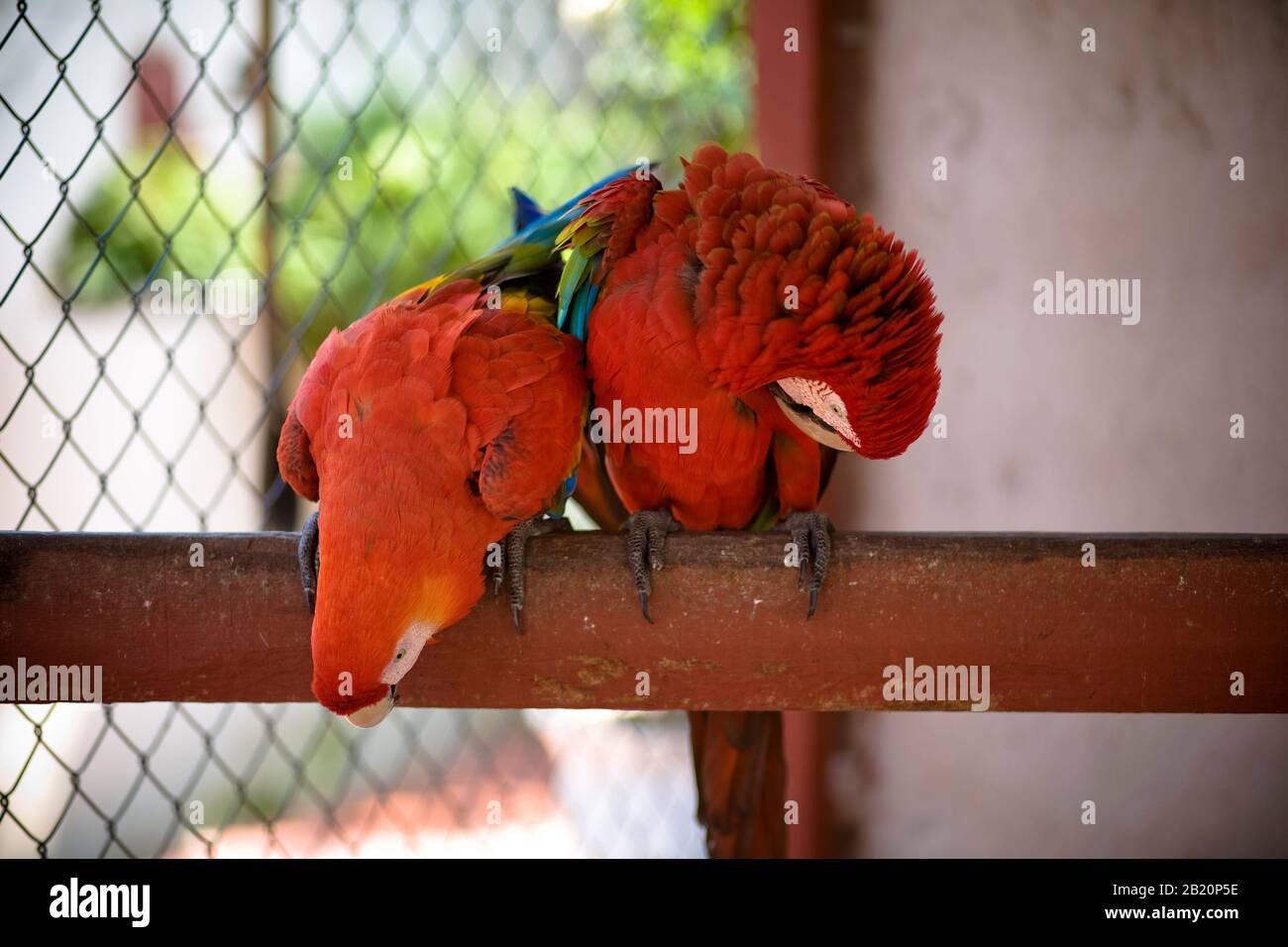 Male and female macaw hi-res stock photography and images - Alamy