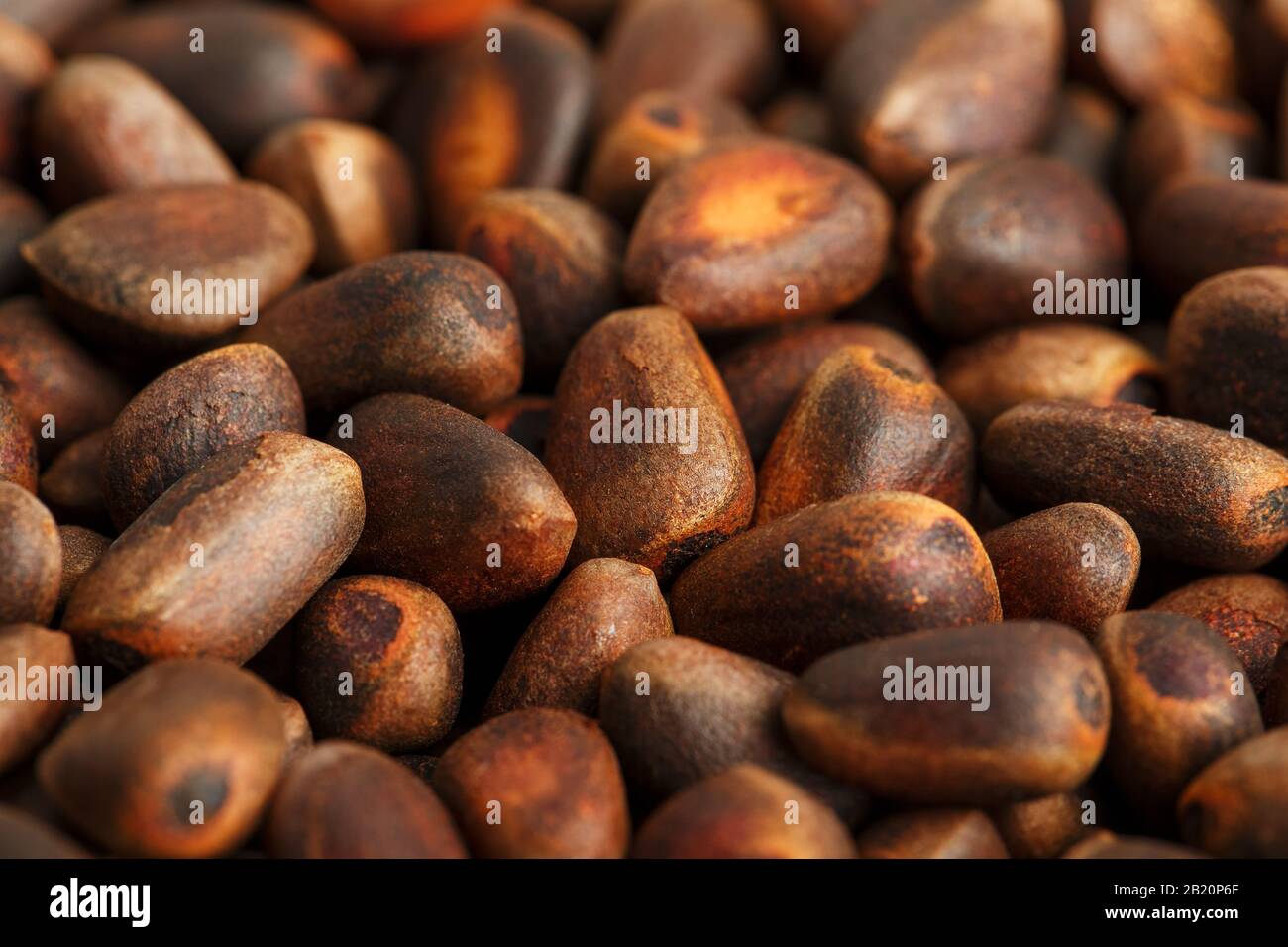 Pine nut in the shell close-up. Texture Macro. Delicious and healthy ...