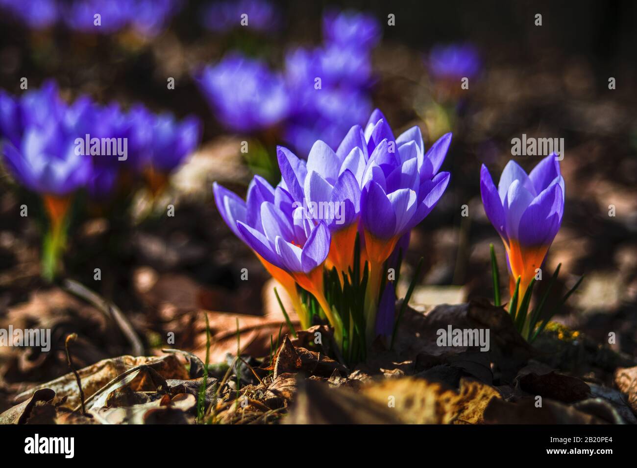 FLORA : Winter crocus Stock Photo - Alamy