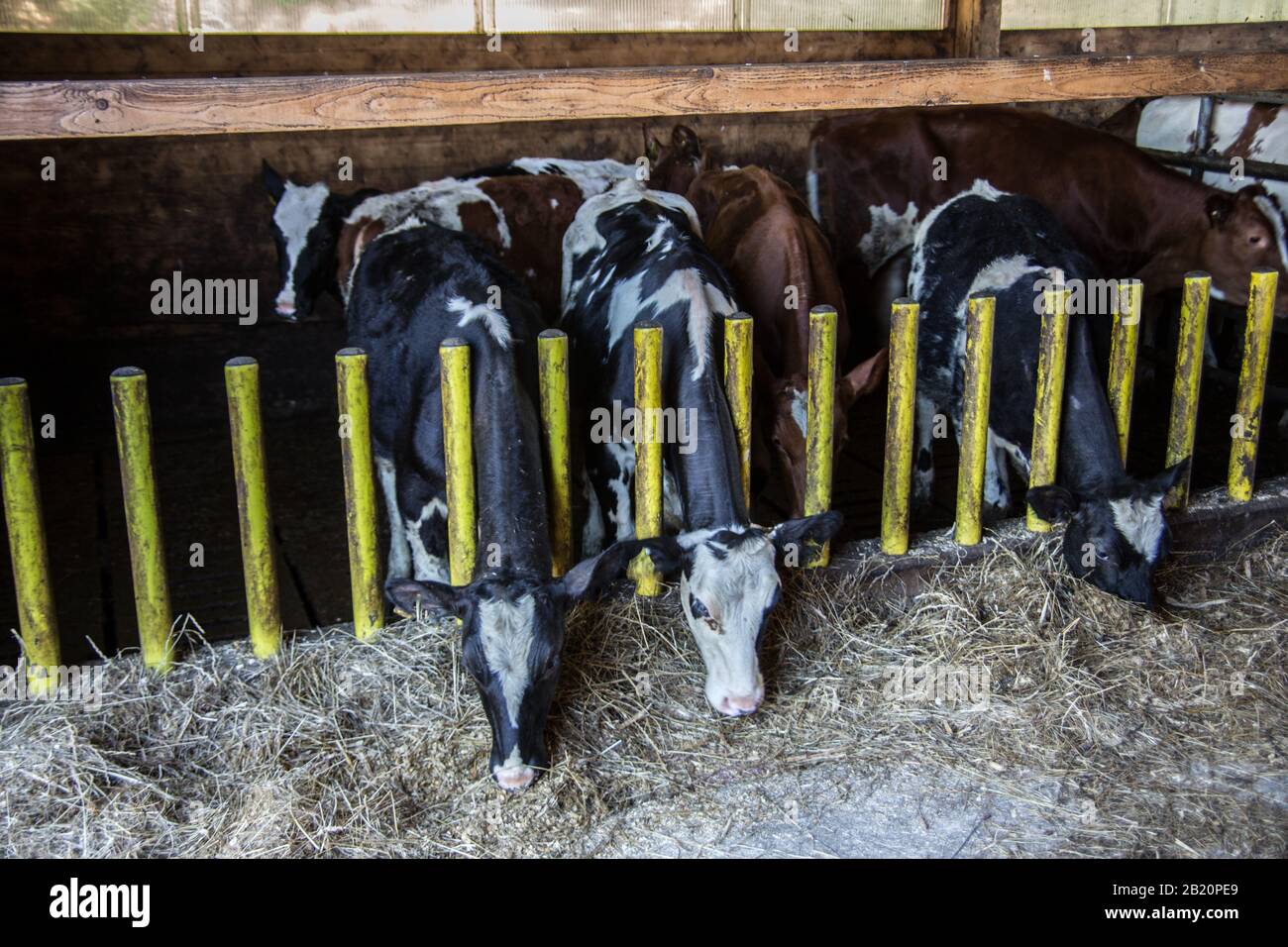 brown white cows in the stables Stock Photo - Alamy