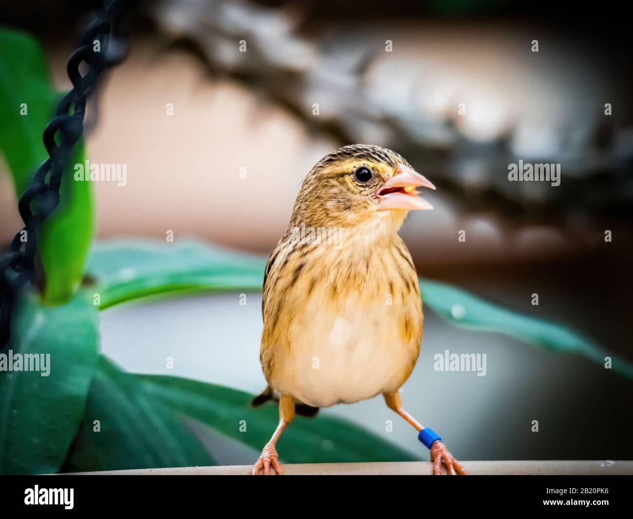 brown bird on edge of feeder Stock Photo - Alamy