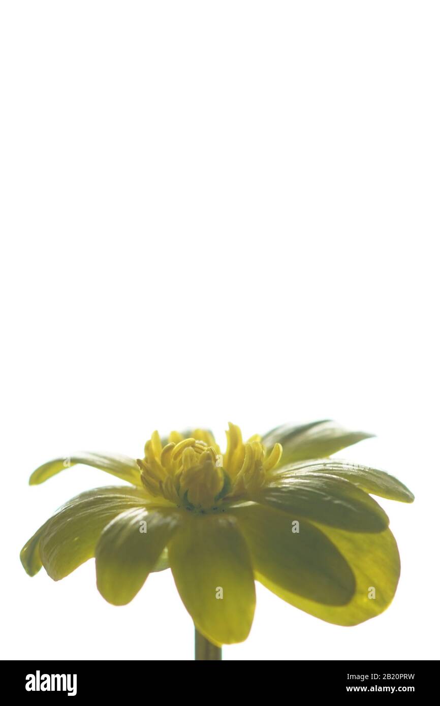 Yellow flower head on white isolated background. Blurred Stock Photo ...