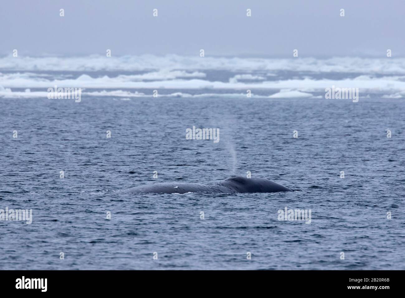 Bowhead whale hi-res stock photography and images - Alamy